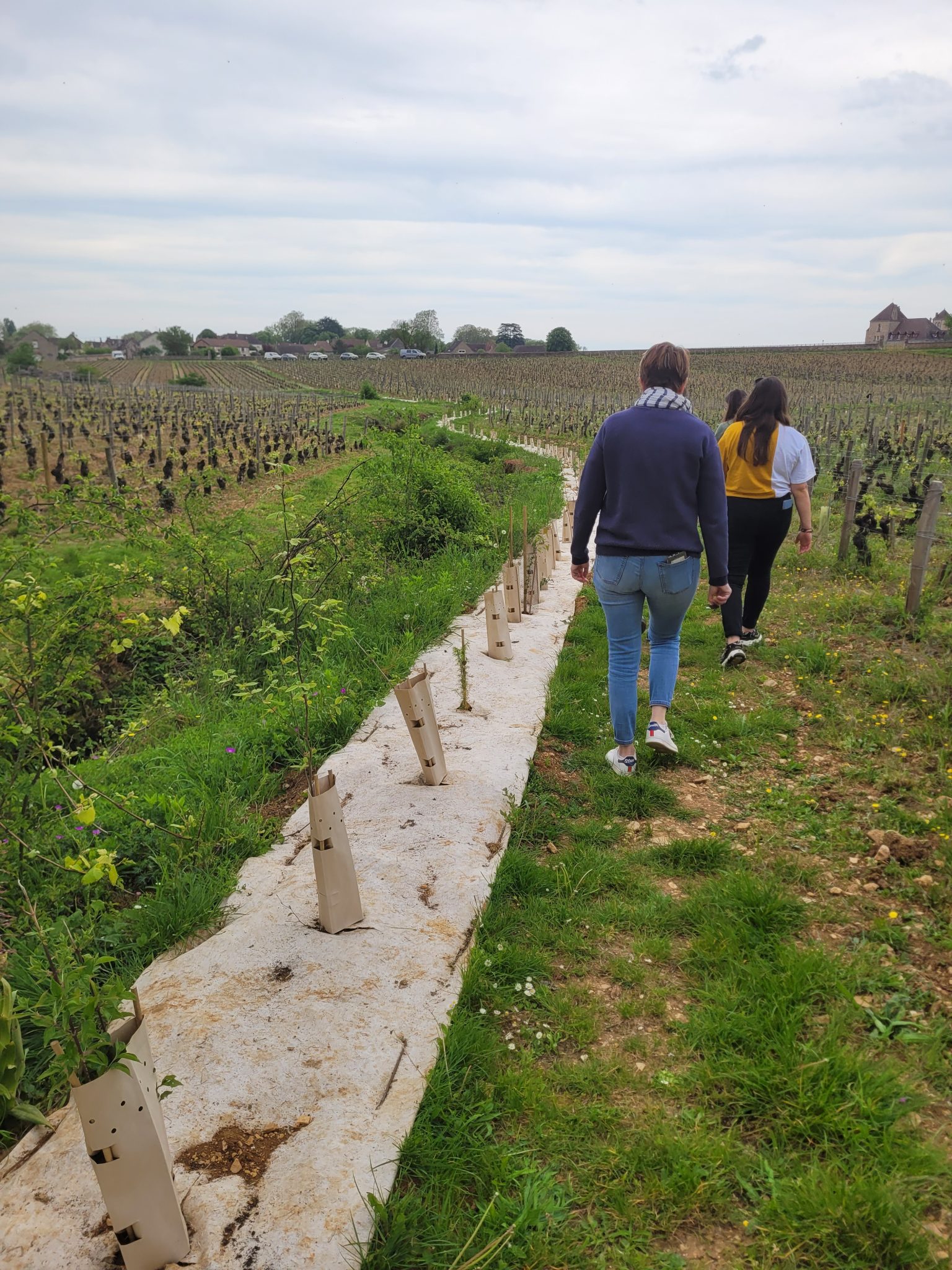 Agroforesterie : Aides aux projets dans l’Yonne et en Côte d’Or - CAVB